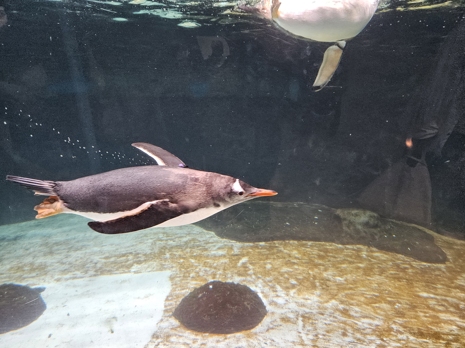 PAX Australia & Melbourne 2023 Day 5 – Explore-It | TL;DR Movie Reviews ...